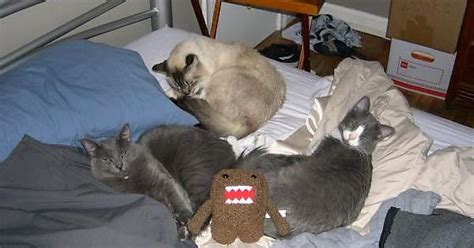 Day 43 I Have Finally Been Accepted Into Their Society Imgur