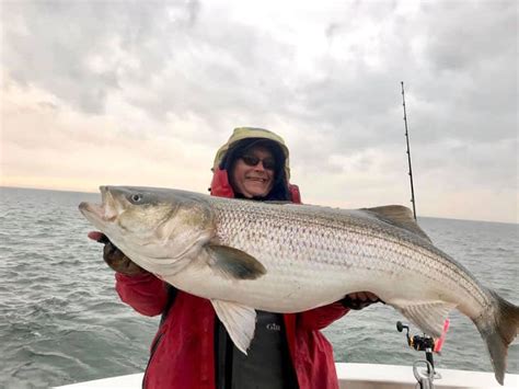 Top 10 Striped Bass Catches Salt Water Sportsman