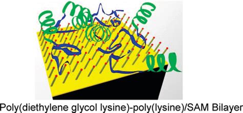 Adsorbed α Helical Diblock Copolypeptides Molecular Organization Structural Properties And