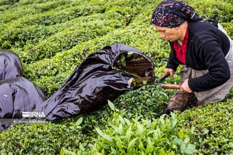 چای لاهیجان خزرنما