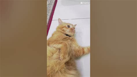 Umar Dad Ainaa Me Youtube