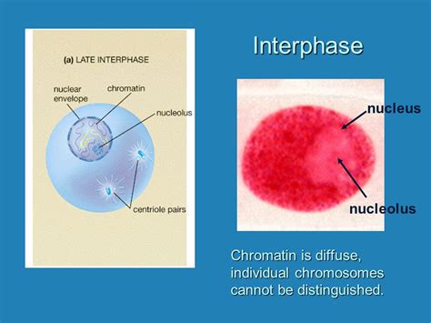 Cellular Reproduction Ppt Download