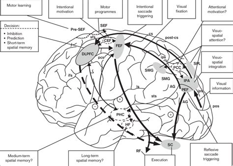 Main Cortical Areas And Pathways Involved In Saccade Control Download Scientific Diagram