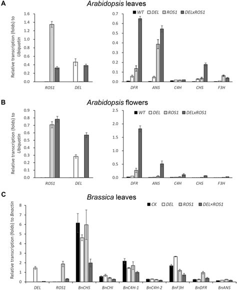 Transcription Profile Of The Anthocyanin Biosynthesis Related Genes In Download Scientific