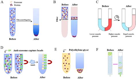 Schematic Summary Of Exosome Separating Method Mongui O Tortajada Et