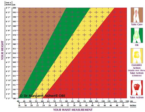 Waist To Height Ratio For Health And Attractiveness Ageless Forever