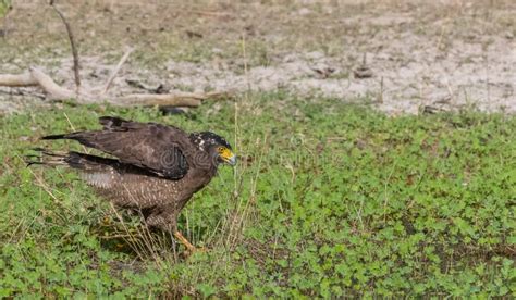 Crested Serpent Eagle In Forest Stock Image Image Of Falcon Hawk 377111295