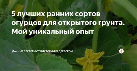 5 лучших ранних сортов огурцов для открытого грунта. Мой уникальный ...