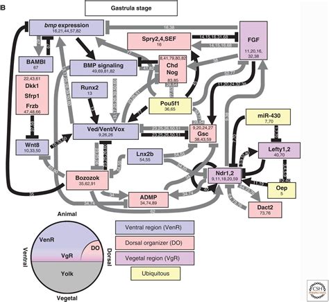 TGF β Family Signaling in Early Vertebrate Development