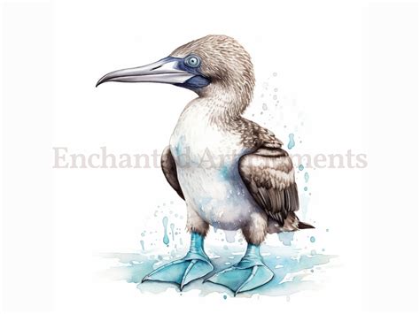 Blue Footed Bobby Clipart Watercolor Illustration Commercial Etsy