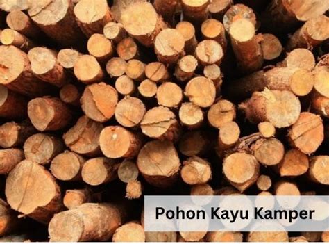 Mengenal Kayu Kamper Nama Lain Ciri Ciri Kelebihan Dan Manfaatnya