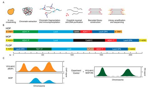 Ijms Free Full Text Broadly Applicable Control Approaches Improve Accuracy Of Chip Seq Data