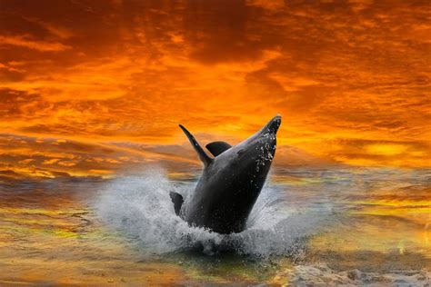embracing cloud native for apache dolphinscheduler with kubernetes a