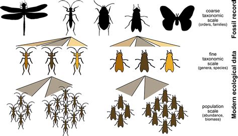 What The Fossil Record Tells Us About Insect Extinctions In Deep Time