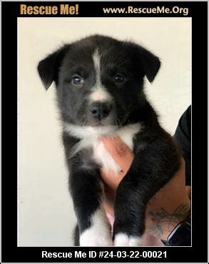 California Australian Kelpie Rescue Adoptions Rescue Me