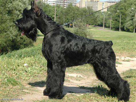 Giant Schnauzer Cut Diagram 25 Cutest Schnauzer Haircuts S