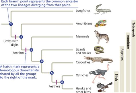 Bio 286 Lecture 12 Flashcards Quizlet