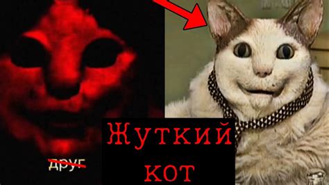 ЖУТКИЙ КОТ ИЗ ТИК ТОКА Откуда он Youtube