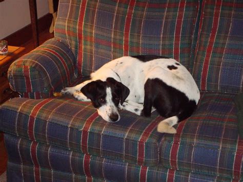 Pointer Beagle Mix