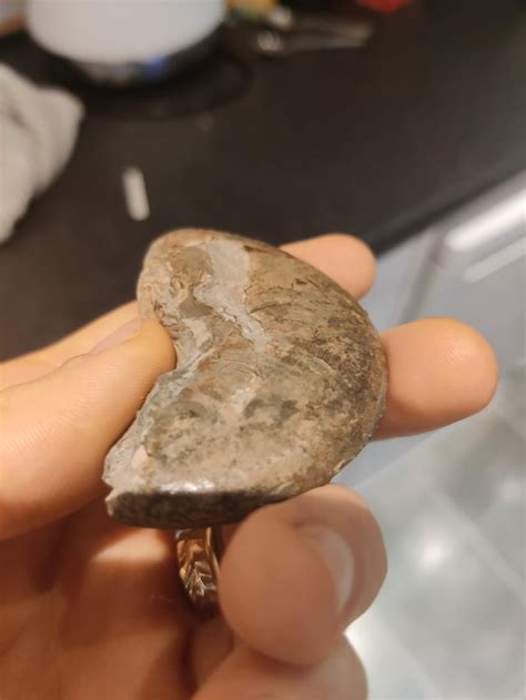 Identifying Predation Marks Rfossilid