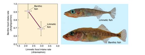Solved The Three Spine Stickleback Gasterosteus Spp Are