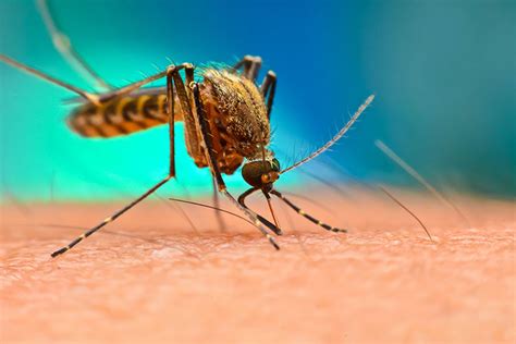 基于yolov8深度学习的学生课堂状态学习、睡觉和玩手机行为检测系统设计与实现pyqt5界面数据集训练代码 中猿创新 7zcode