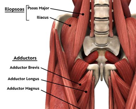 the hip anatomy pelvis hip anatomy