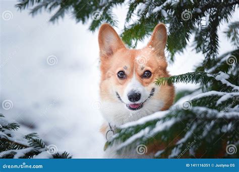 Welsh Corgi Pembroke Dog In Winter Scenario In The Middle Of Pines