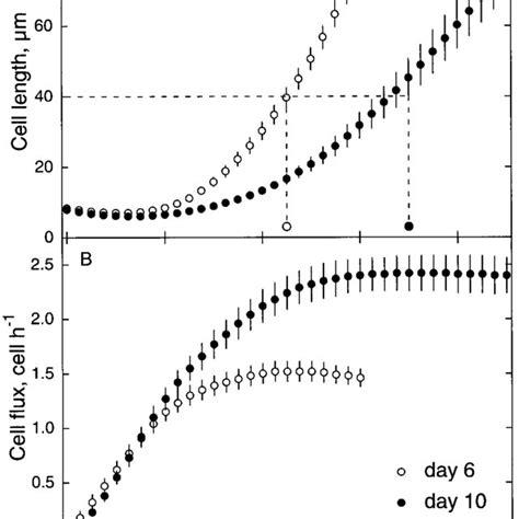 spatial profiles of cell length and cell flux of cortical cells on d 6