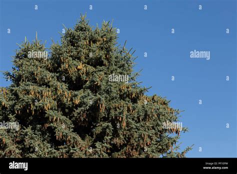 Tree With Cones Stock Photo Alamy
