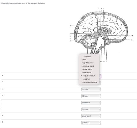 Solved Match All The Principal Structures Of The Human Brain Chegg
