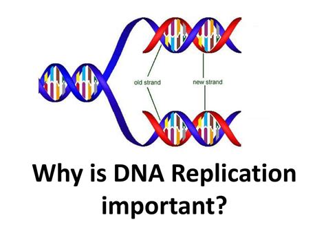 PPT DNA RNA Protein Synthesis PowerPoint Presentation Free Download ID