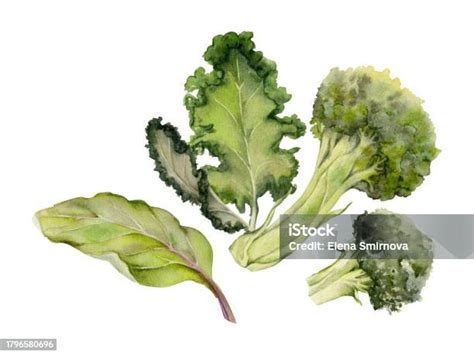 손으로 그린 수채화 브로콜리 야채 다이어트 및 건강한 라이프 스타일 그린 샐러드 완전 채식 요리 흰색 배경에 고립된 그림
