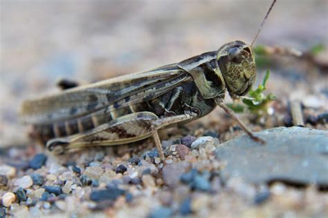 Clear Winged Grasshopper From Alberta Mi 49946 Usa On September 11 2022 At 0248 Am By