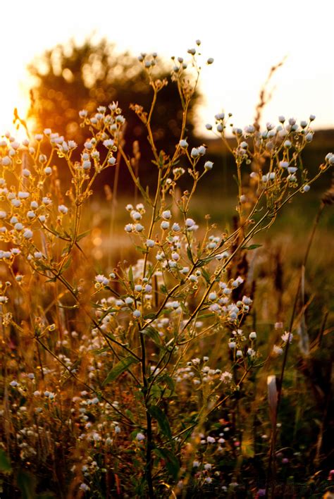 Wildflowers In Field At Sunset