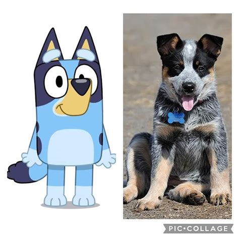 Muffin Bluey Real Life At Henry Copeland Blog