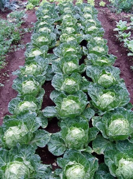 Cabbage Cultivation Download Scientific Diagram