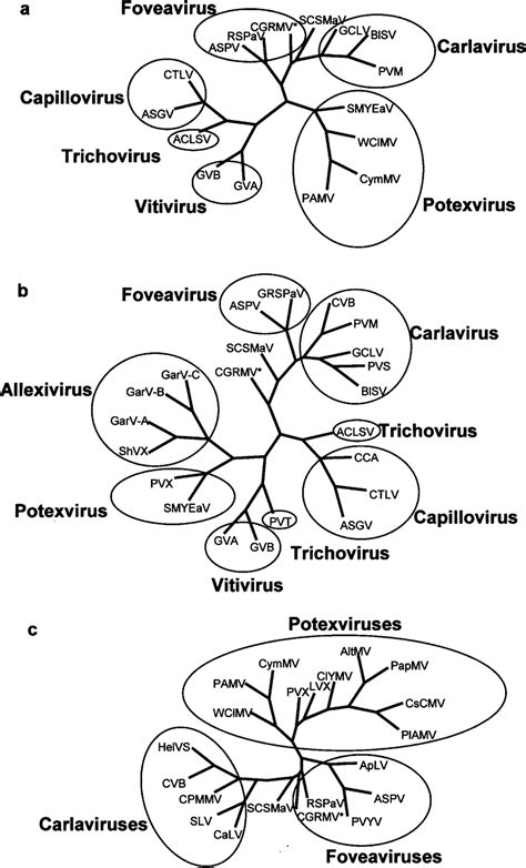 Phylogenetic Trees Of A Full Nucleotide Sequence Produced By The