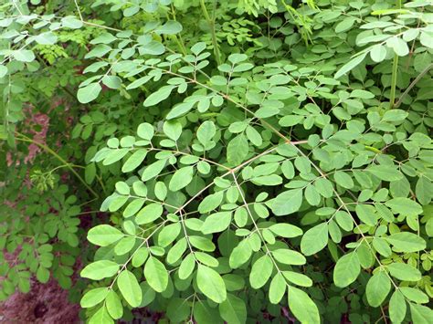 Miracle Of Drumstick Tree Leaves Moringa
