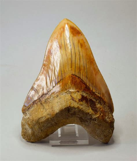 Megalodon Fossil Tooth Carcharodon Megalodon Catawiki