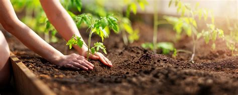 Boost Soil Health And Nutrient Absorption With Humic And Fulvic Acids