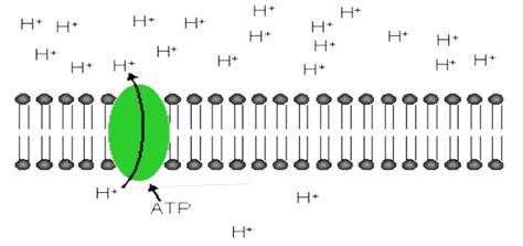 Eoc Biology Practice Test 2023 Online Quiz Part 2