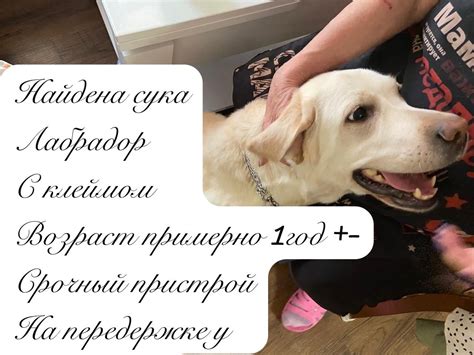 Избита своей же хозяйкой К себе забрать к АНО помощи животным Потеряшки г Уфа