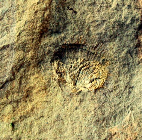 Upper Carboniferous Shell Fossil Id The Fossil Forum