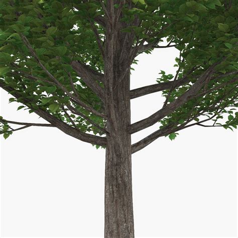 3d American Linden Model Turbosquid 1723508