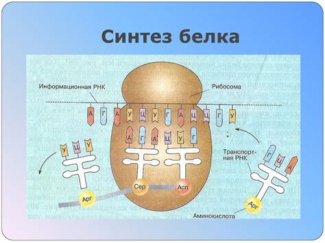 Биосинтез белка в клетке 9 класс презентация онлайн
