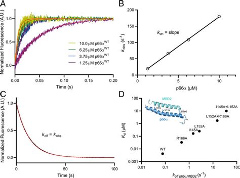 Binding Kinetics Of Variants Of The P66α Mbd2 Docking Interaction By Download Scientific