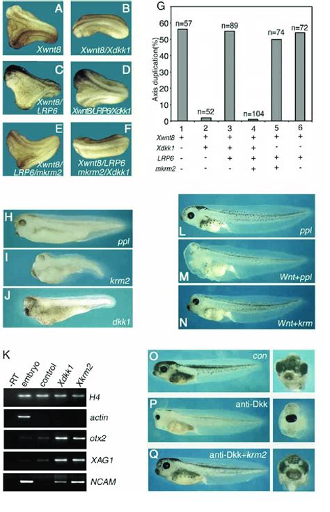 Krm Overexpression Analysis A G Axis Duplication Assay Performed By Download Scientific