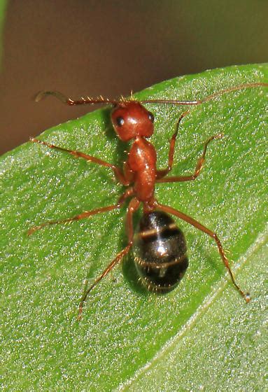 Ant Camponotus Floridanus Bugguidenet