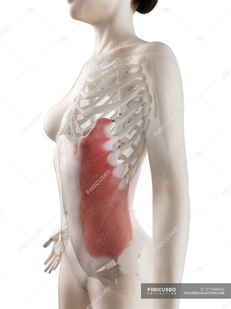 Obliques Wiki Danbooru